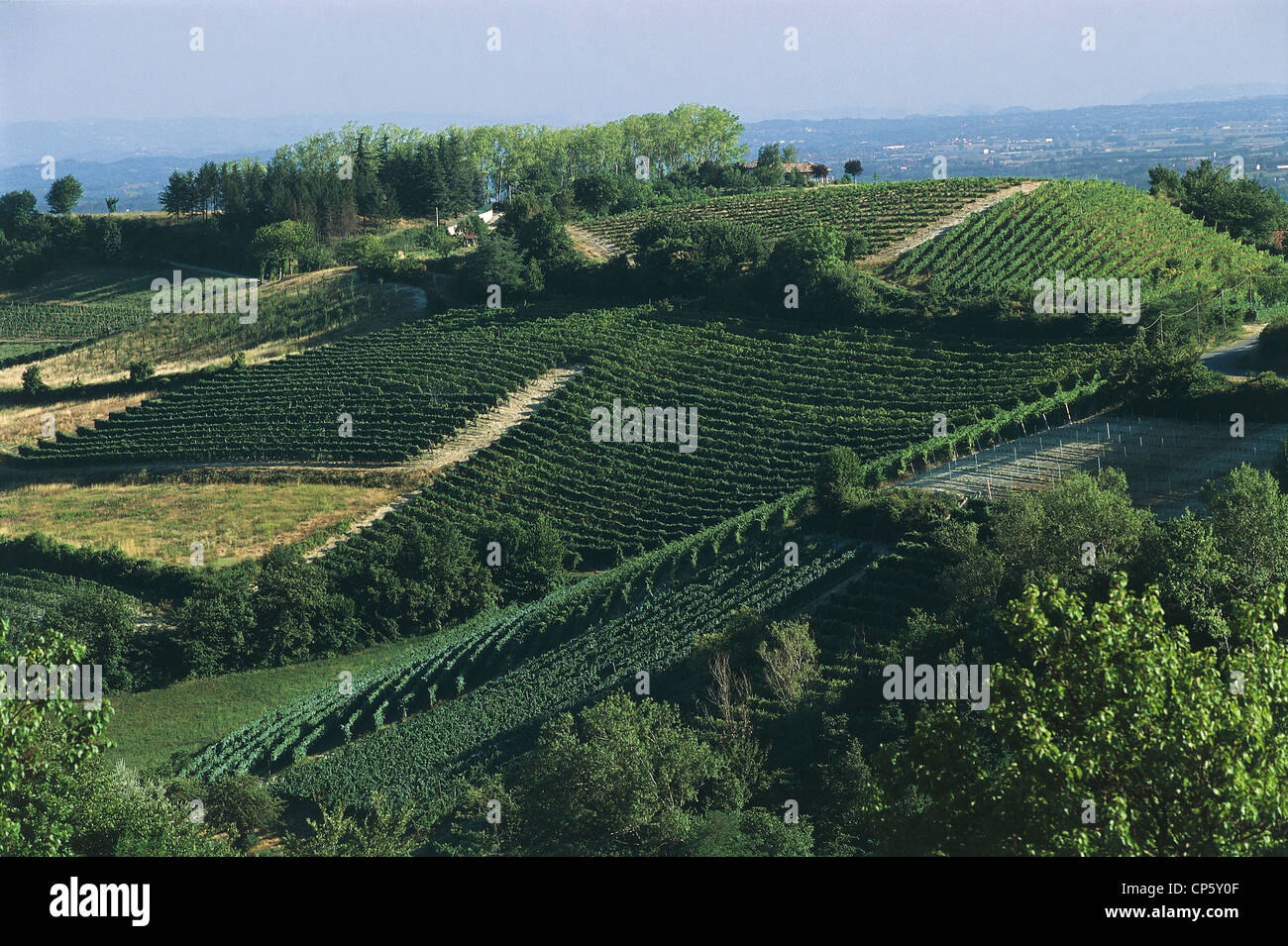 Piedmont - Monferrato. VINEYARD NEAR ALBUGNANO (AT Stock Photo - Alamy