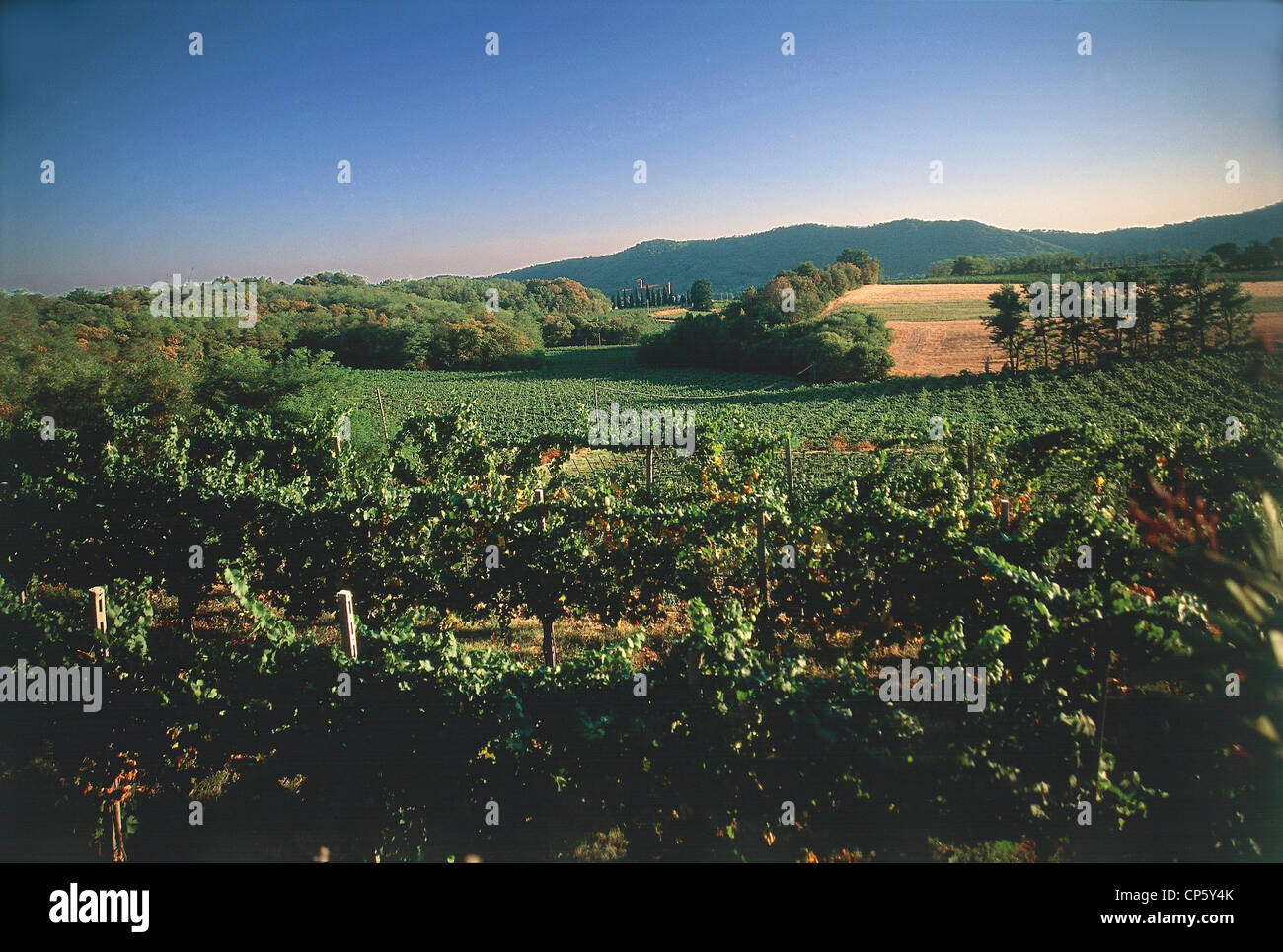 LOMBARDY - Franciacorta - ERBUSCO (BS). VINEYARD Stock Photo - Alamy