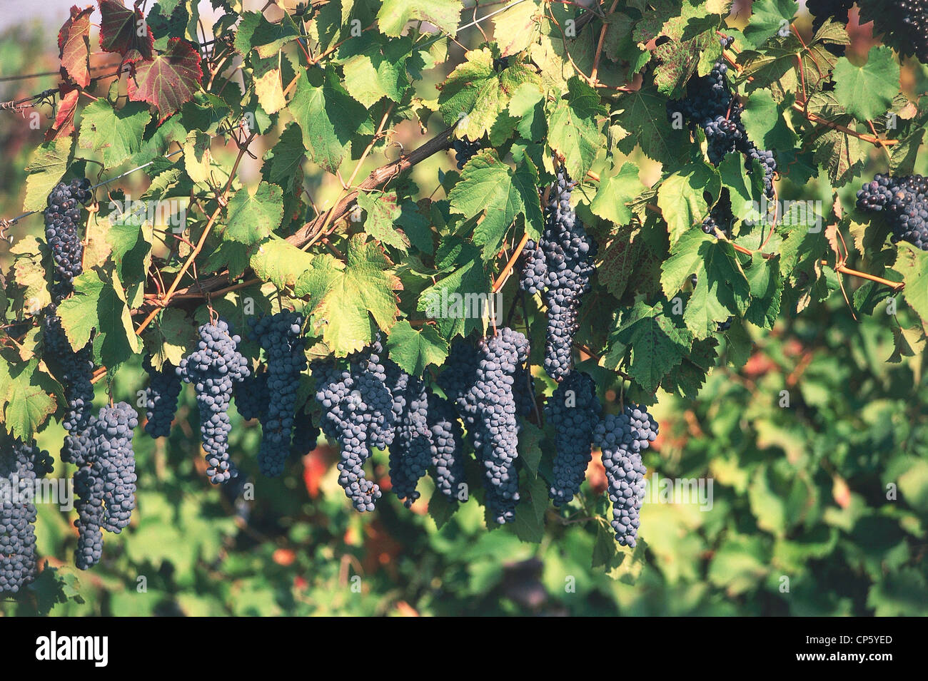 Sorbara italy hi-res stock photography and images - Alamy