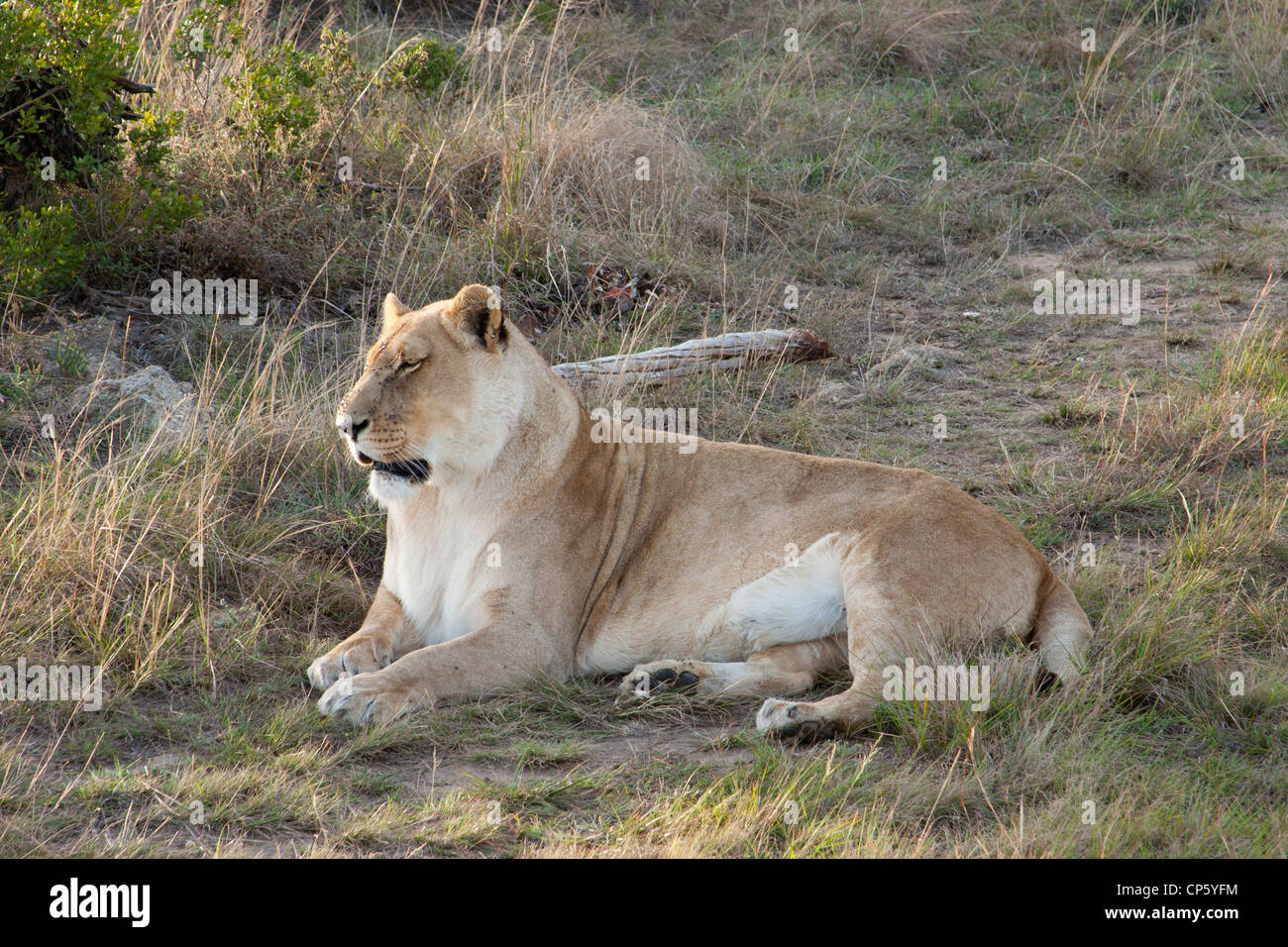 A Lioness Lying in the afternoon sun at Botlierskop Game Reserve ...