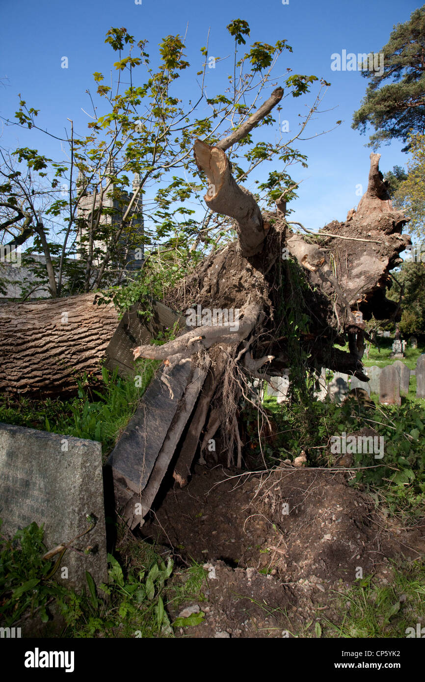 Burial tree hi-res stock photography and images - Alamy