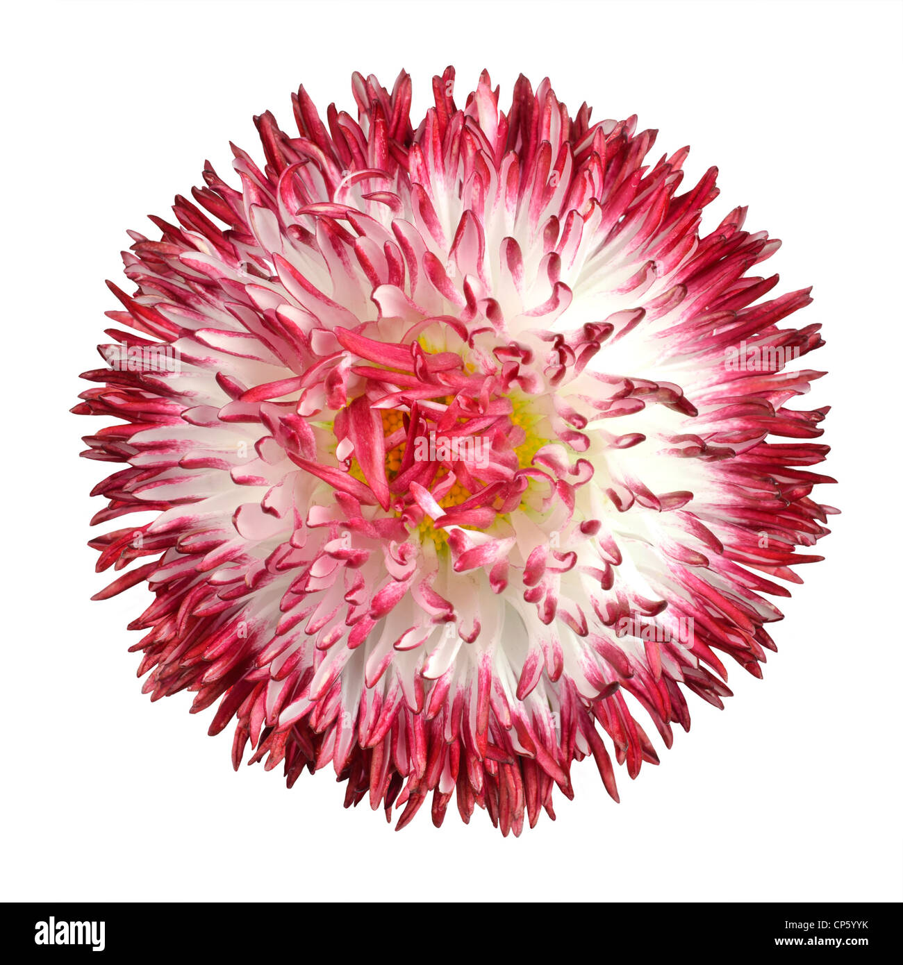 Red and White Daisy with Yellow Center Isolated on White Background ...