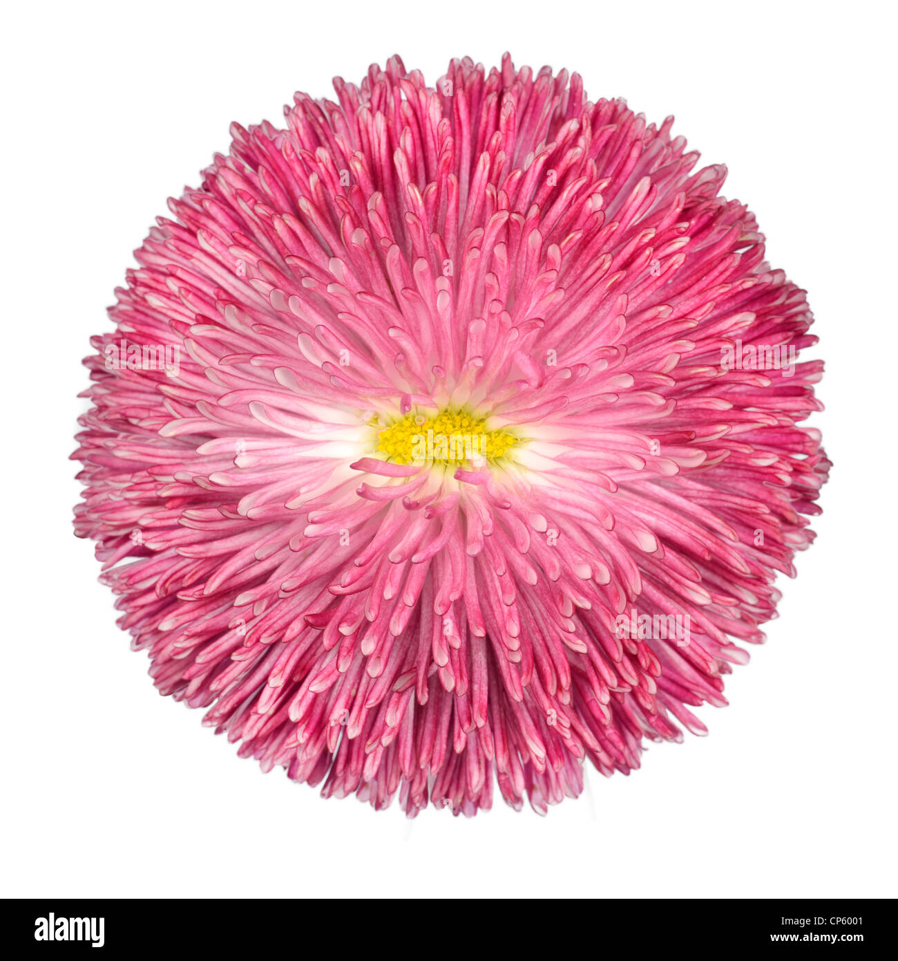Pink Daisy Flower with Yellow Center Isolated on White Background ...