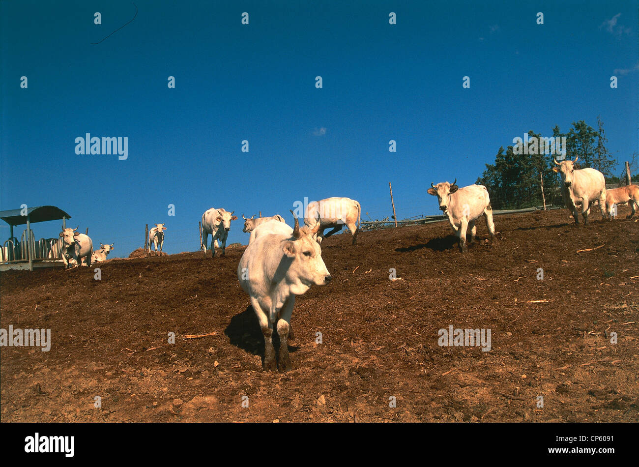 Tuscany - Maremma - New Care, a hamlet of Massa Marittima (Gr) - Cattle Stock Photo - Alamy