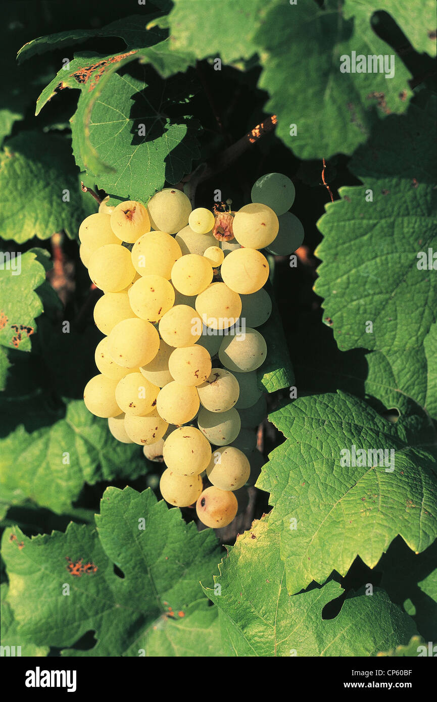 Liguria CINQUE TERRE NATIONAL PARK BUNCH OF WHITE GRAPE Stock Photo - Alamy