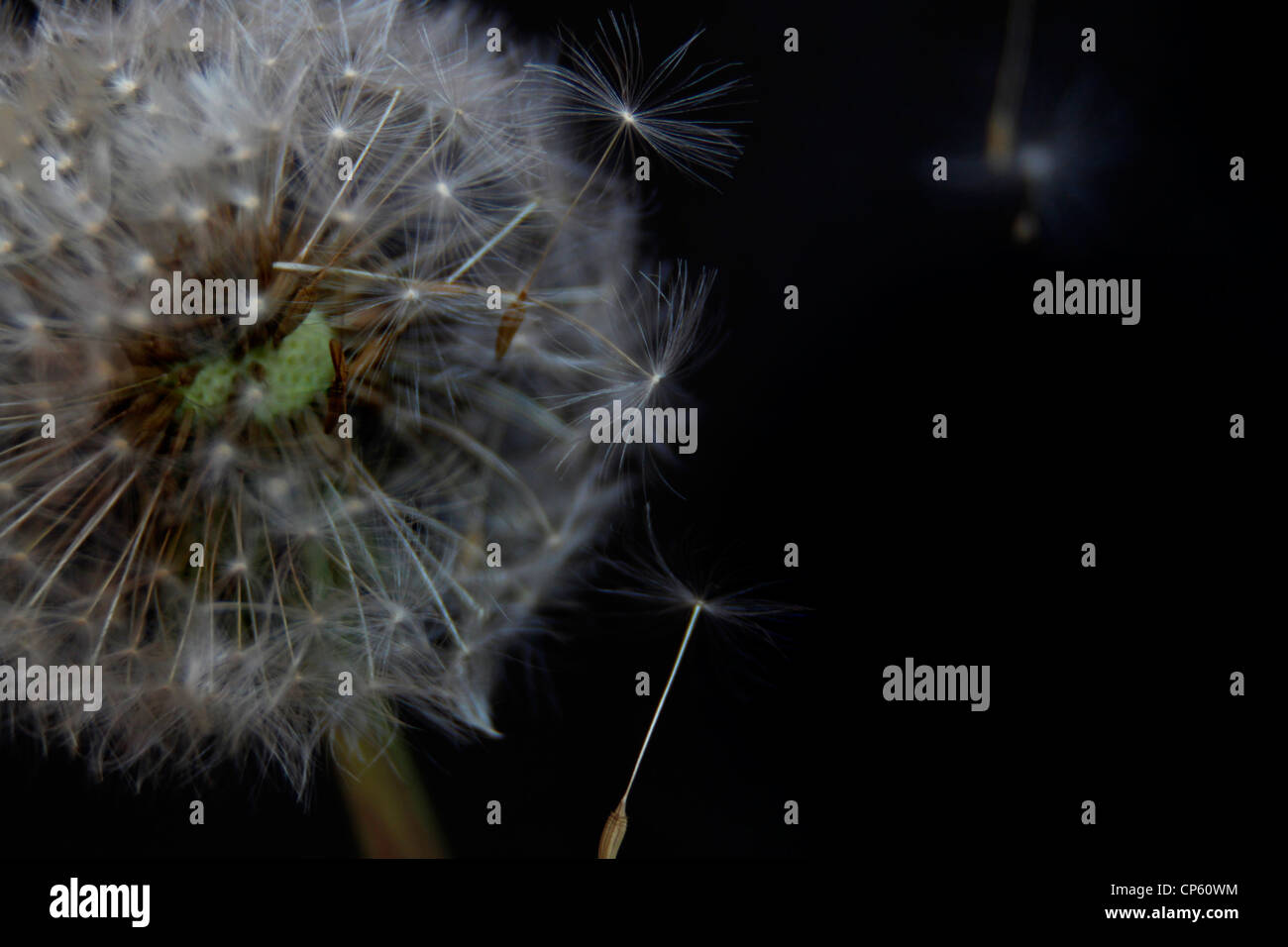 Dandelion seeds blowing seeds with black background Stock Photo - Alamy