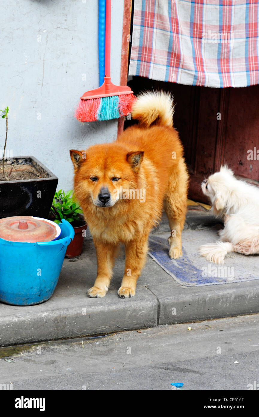 Pet dogs in Shanghai Stock Photo - Alamy