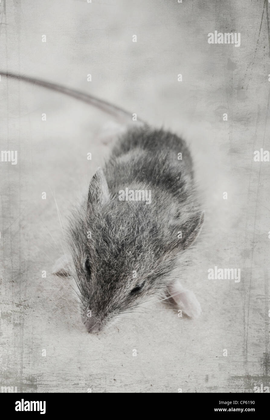 Dead mouse, close up Stock Photo - Alamy