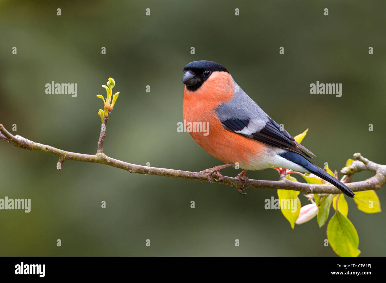Crab apple tree hi-res stock photography and images - Alamy
