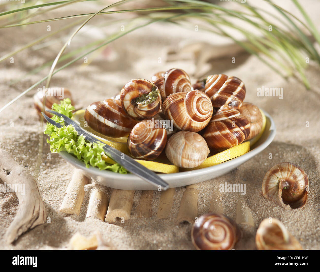 Close up snails hi-res stock photography and images - Alamy