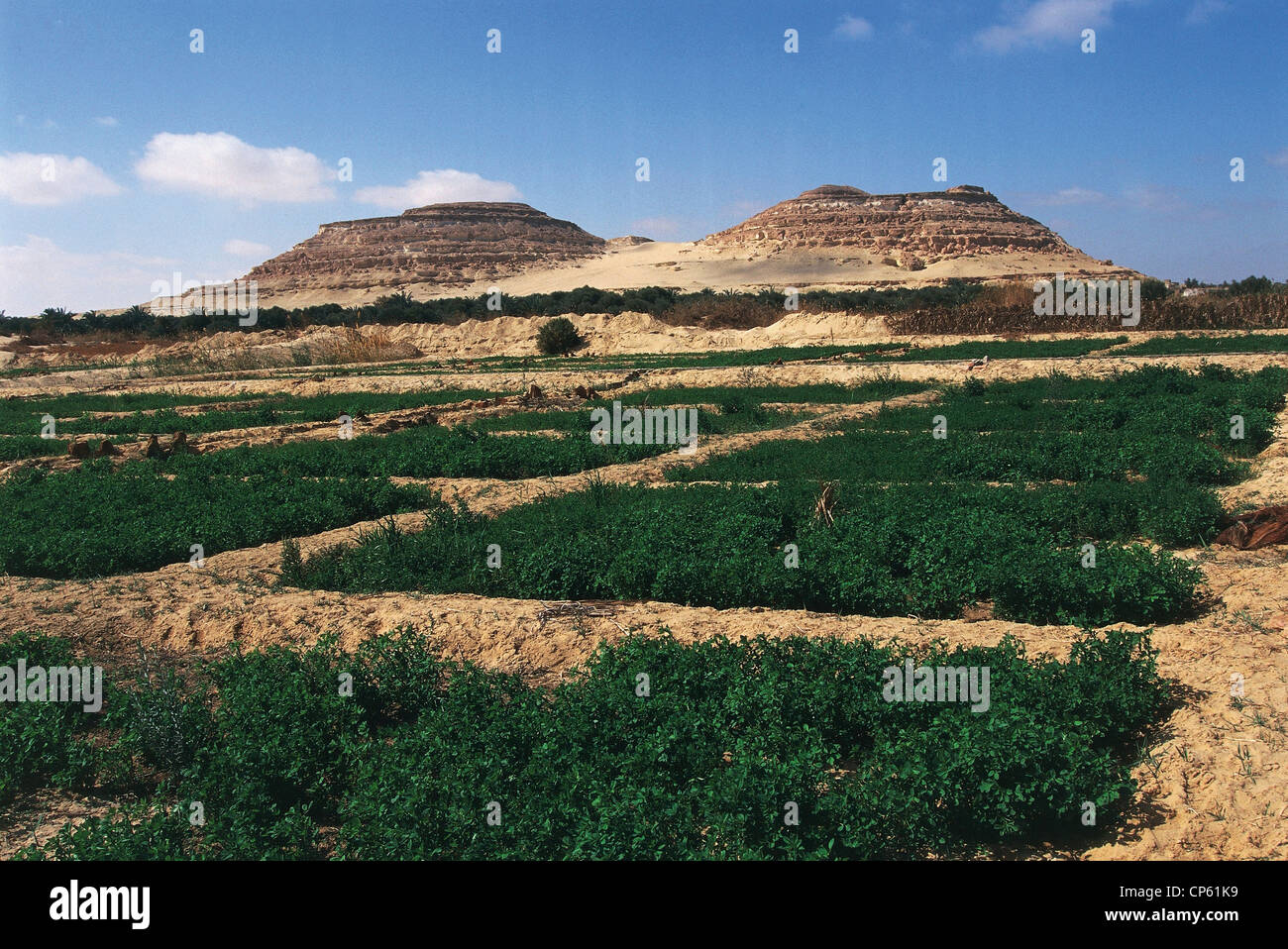 Egypt - Siwa Oasis, crops Stock Photo - Alamy