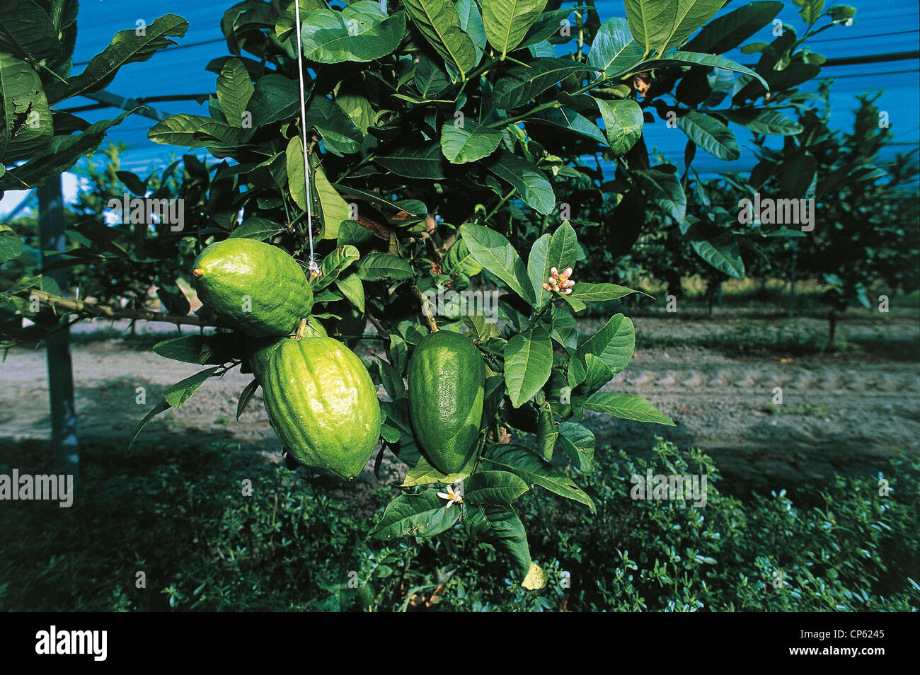 Scalea Calabria Map Of Cedar With Fruits Stock Photo - Alamy
