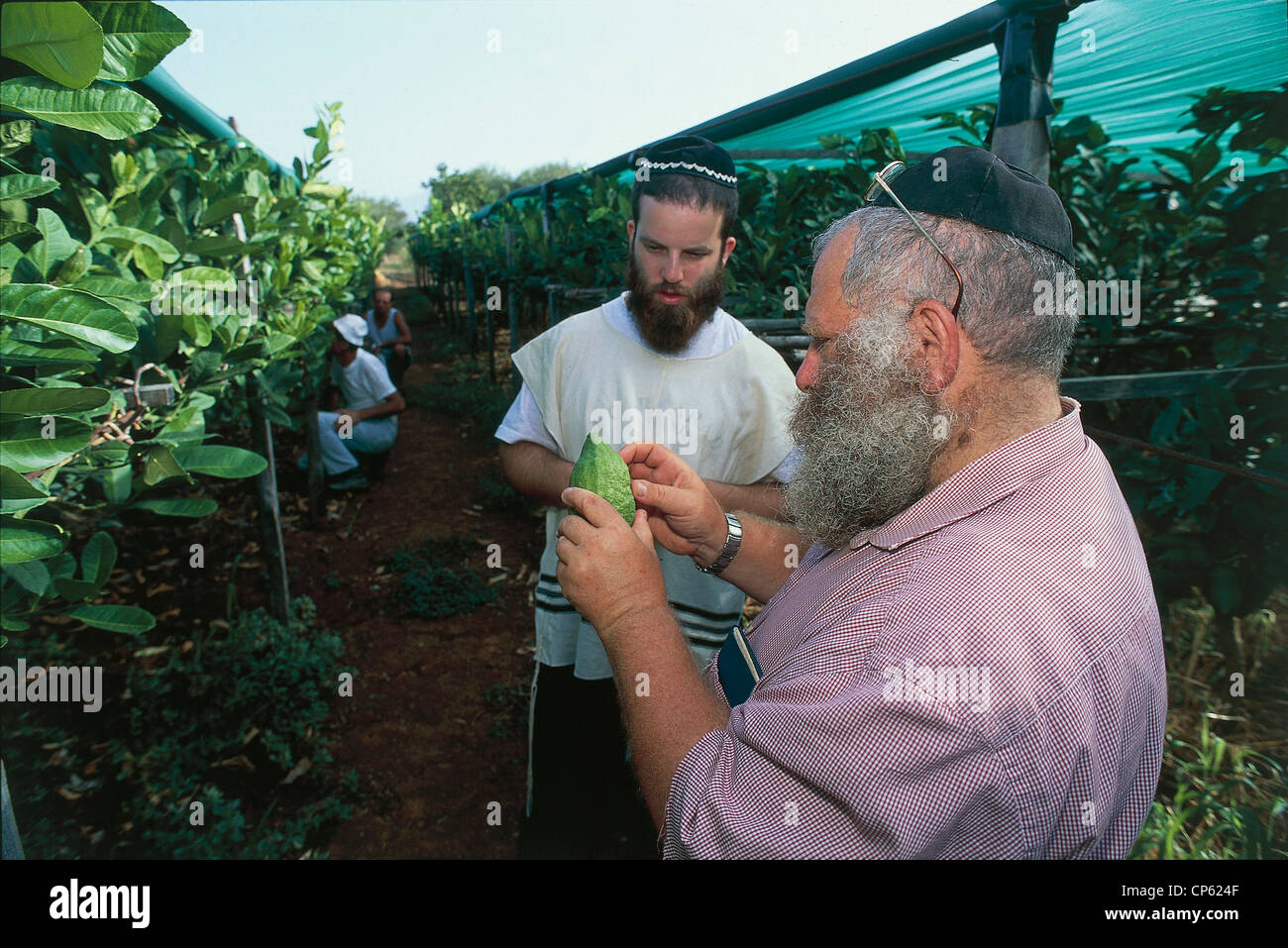 Calabria - Santa Maria del Cedro (CS). Collection of cedars for Jewish ...