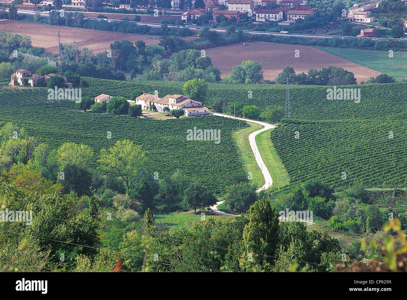 VINEYARD BRANDS AROUND Castelplanio Stock Photo - Alamy