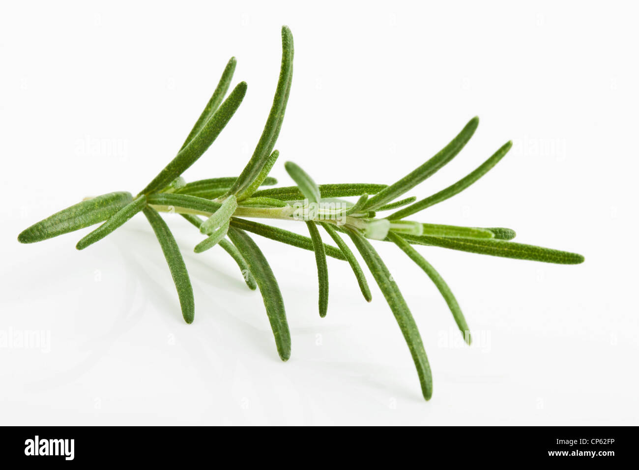 Rosemary leaf close up Cut Out Stock Images & Pictures - Alamy