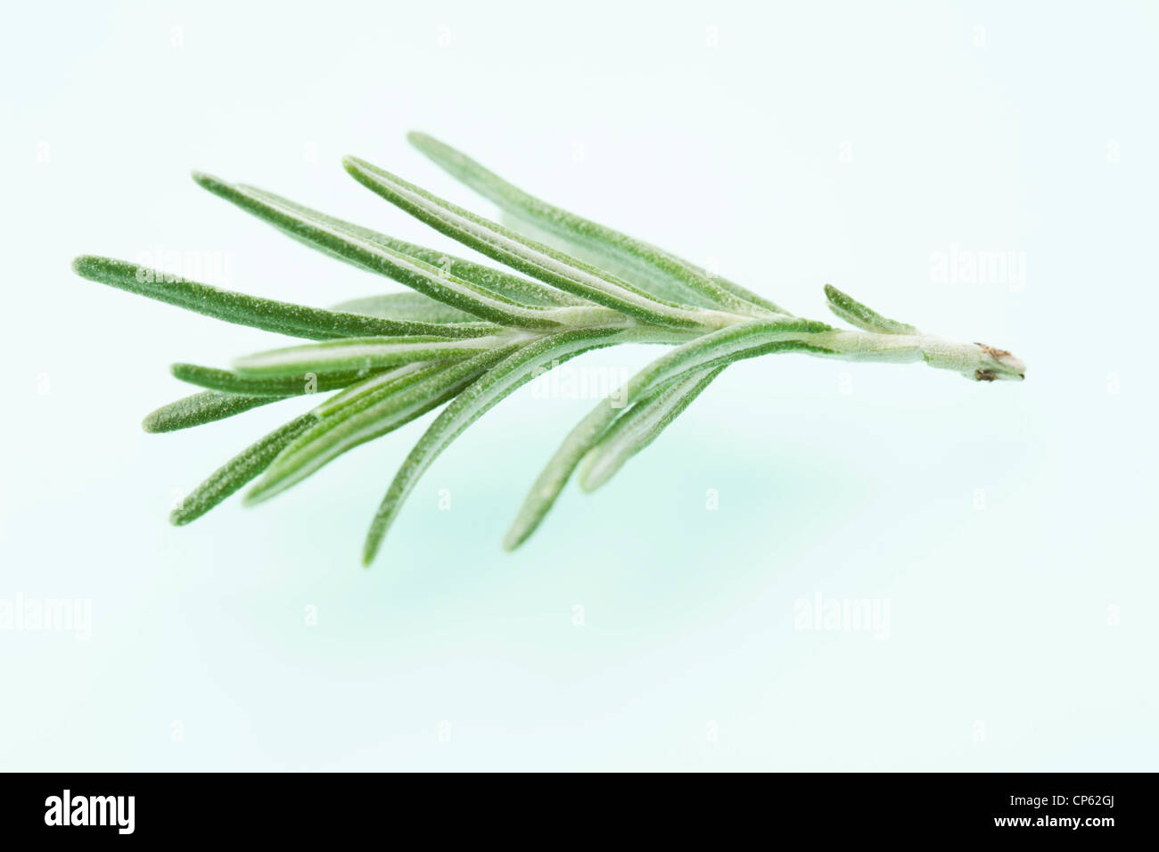 Rosemary on coloured background, close up Stock Photo - Alamy