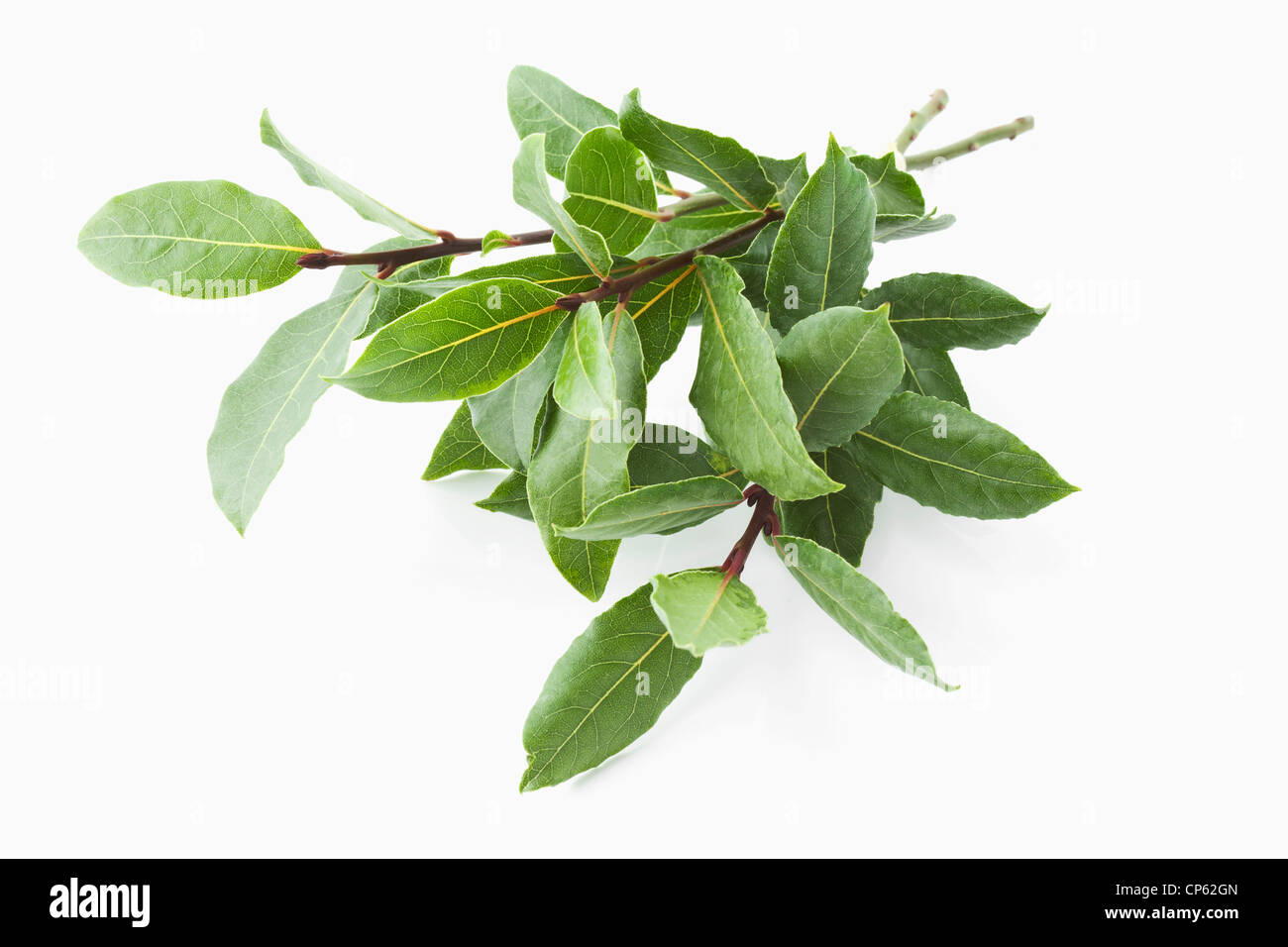 Laurel on white background, close up Stock Photo - Alamy