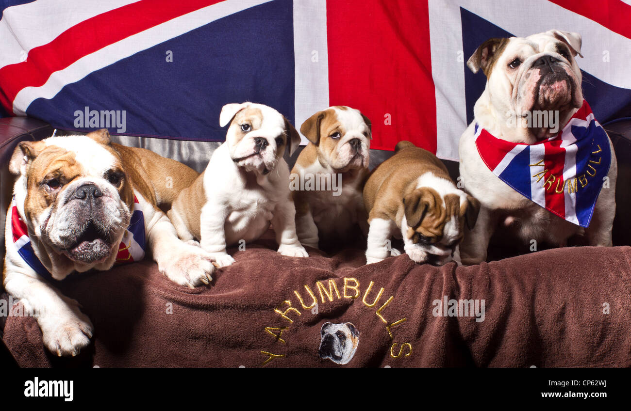 British bulldog union jack hi-res stock photography and images - Alamy