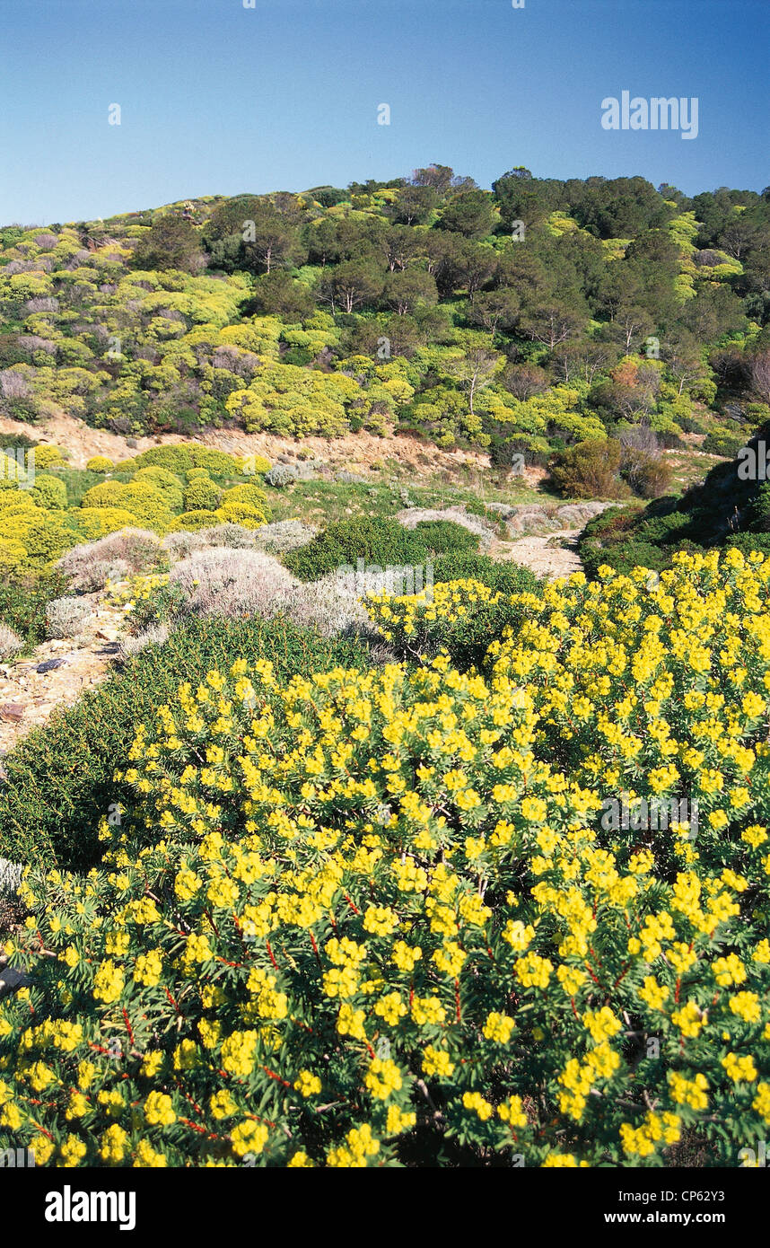 Sardinia - Flowers in the area of Nura (Ss) in the vicinity of Cape ...