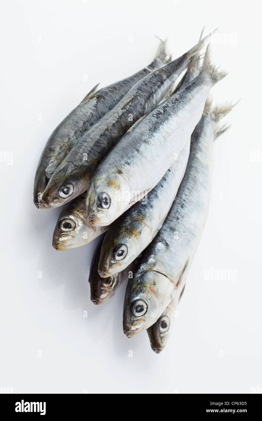 Sardines on white background Stock Photo - Alamy