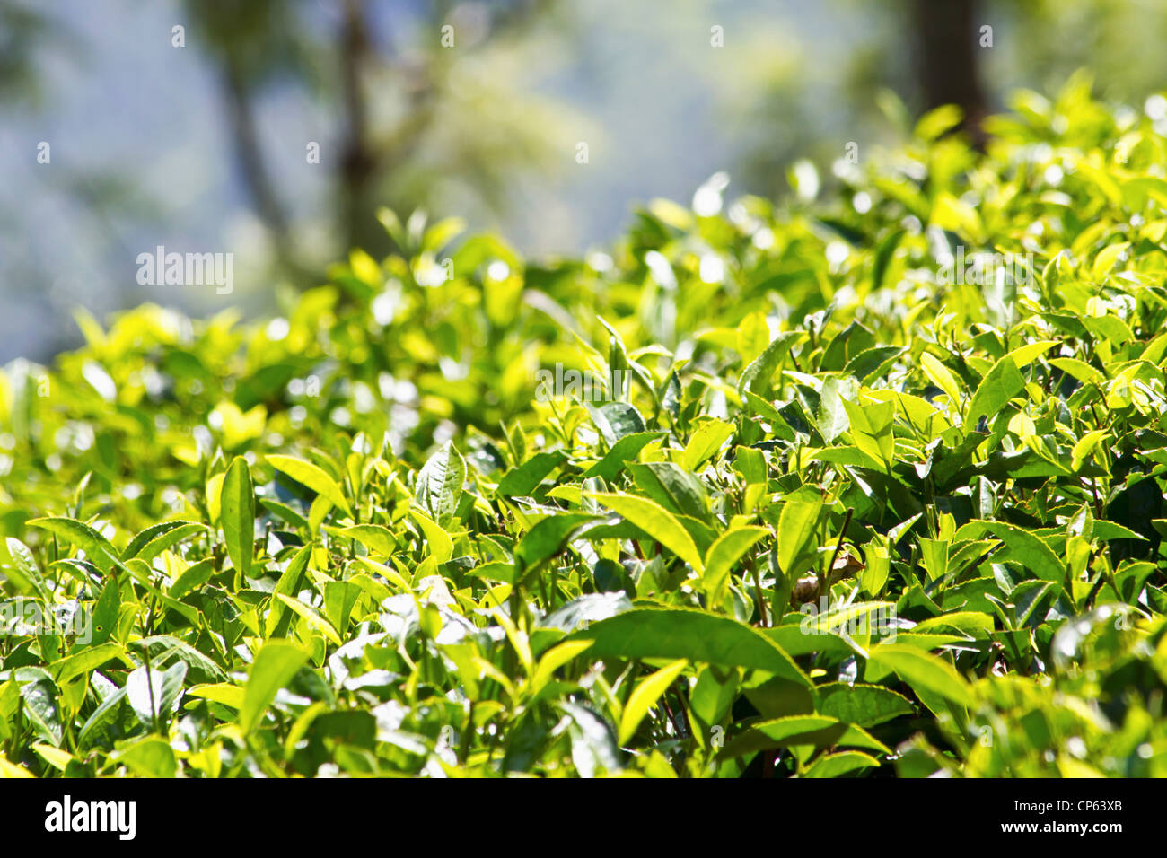 India, Kerala, Munnar, View of black tea field Stock Photo - Alamy