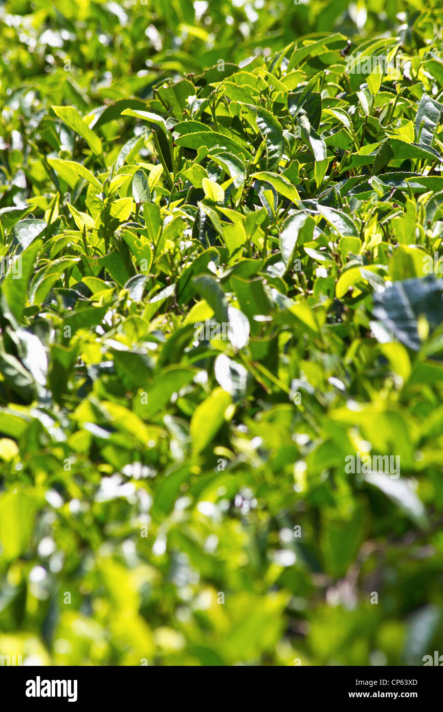 Black tea field hi-res stock photography and images - Alamy