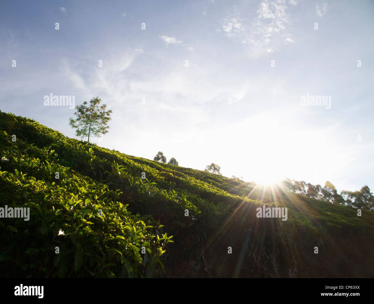 India, Kerala, Munnar, View of tea field Stock Photo - Alamy