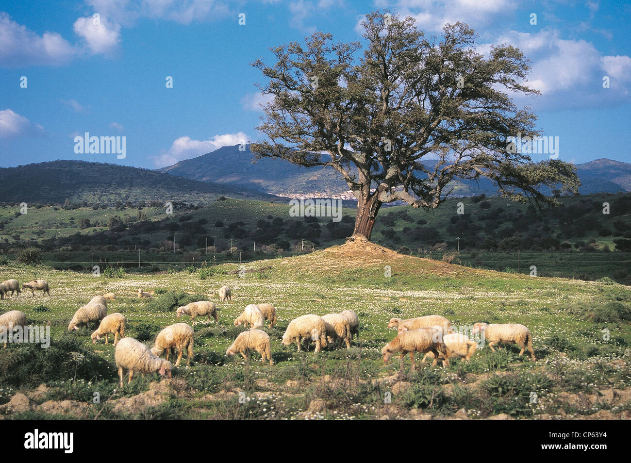 Sardinia - Flock of sheep Stock Photo - Alamy