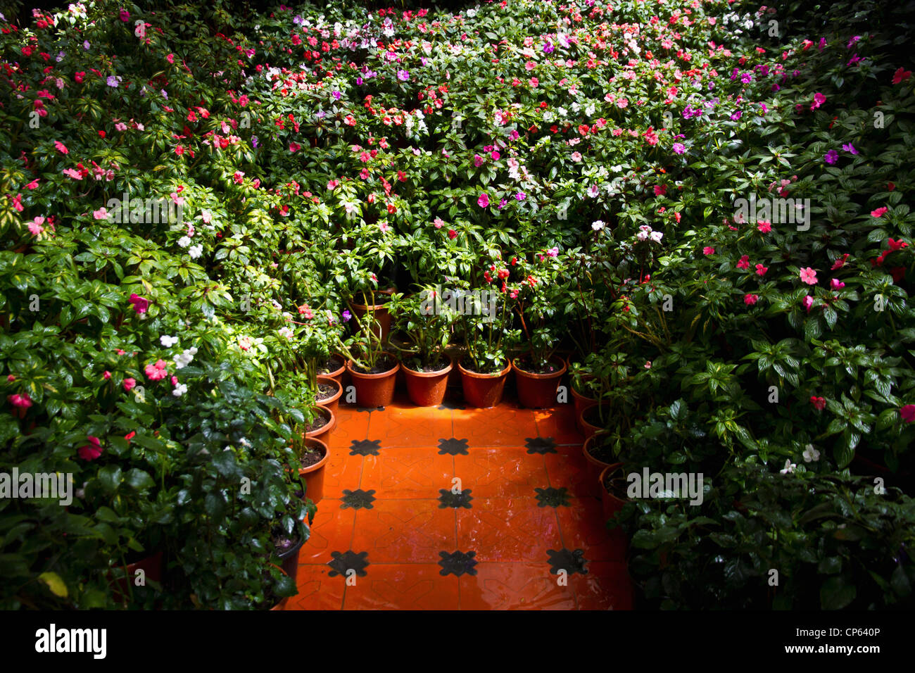 India, Ooty, Potted plants in glass house Stock Photo - Alamy