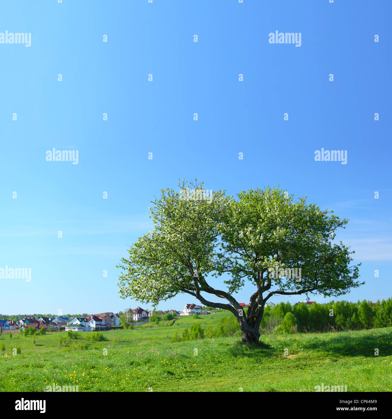 alone tree on green grass field Stock Photo - Alamy