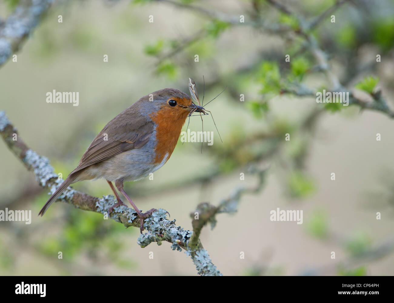 Robin with insects hi-res stock photography and images - Alamy
