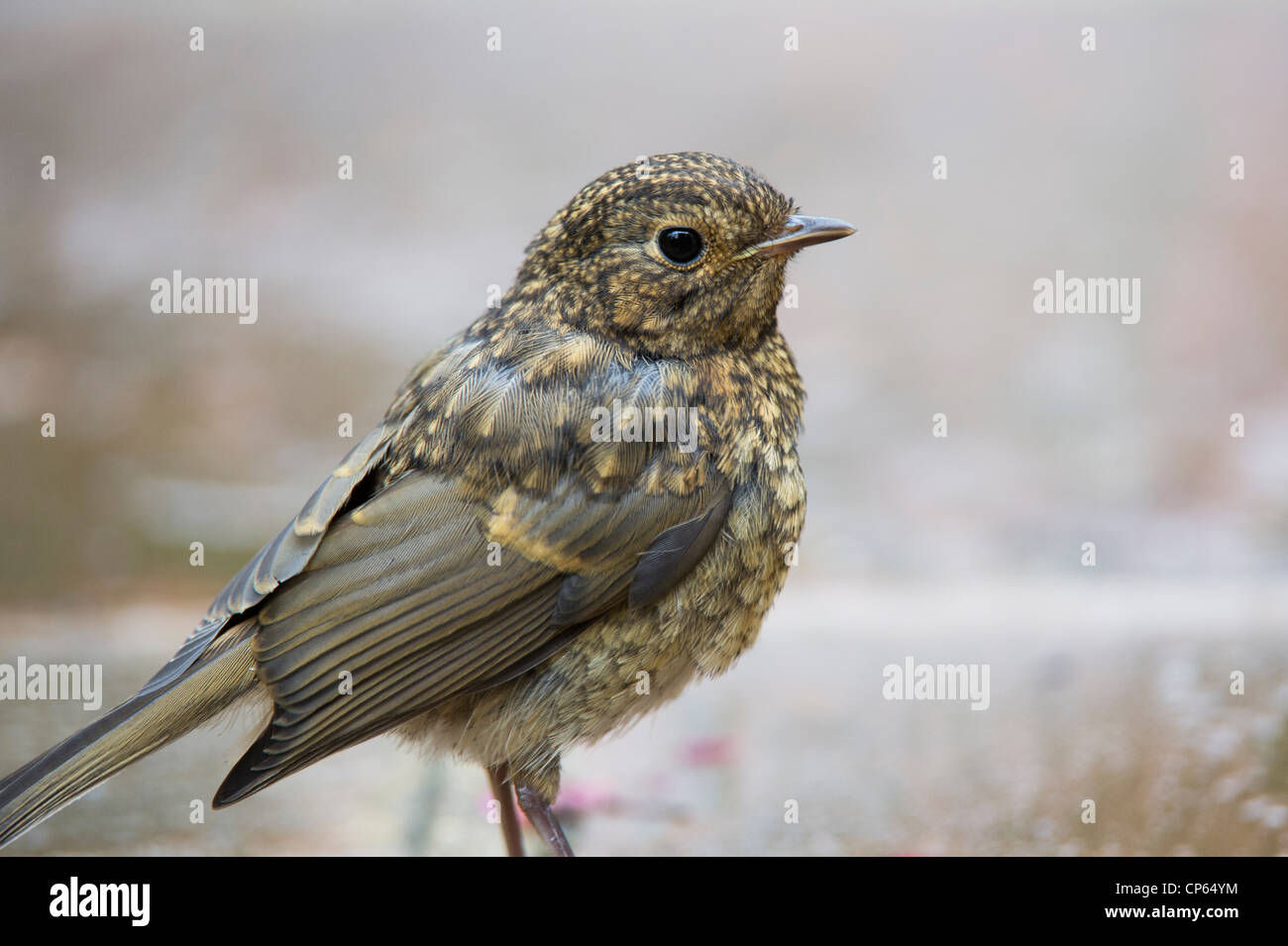 Fledged juvenile Robin on garden path. UK Stock Photo - Alamy