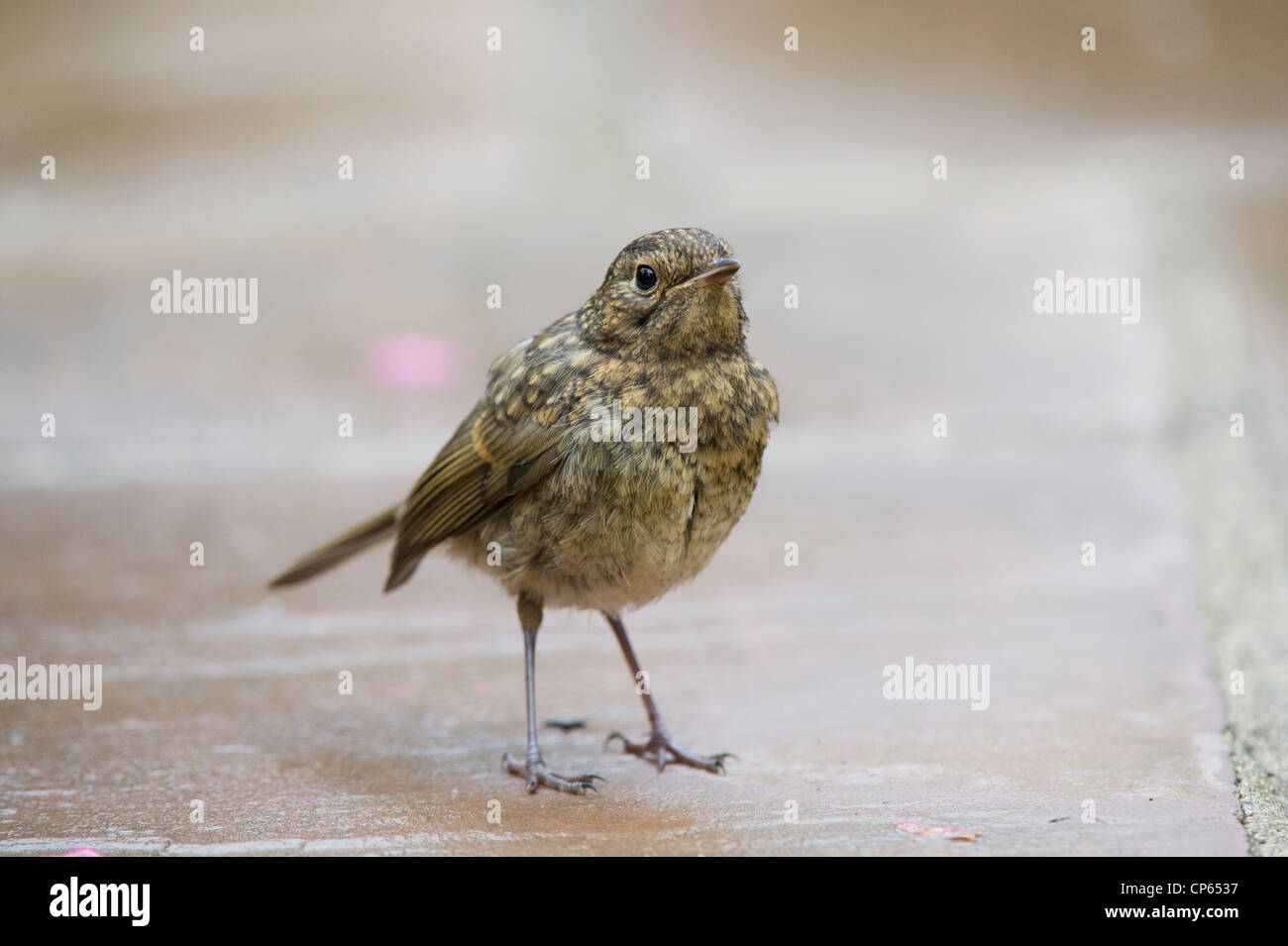 Juvenile robin uk hi-res stock photography and images - Alamy