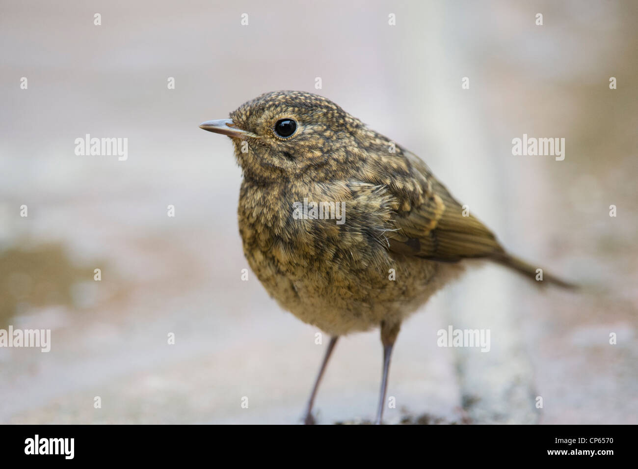 Juvenile robin hi-res stock photography and images - Alamy
