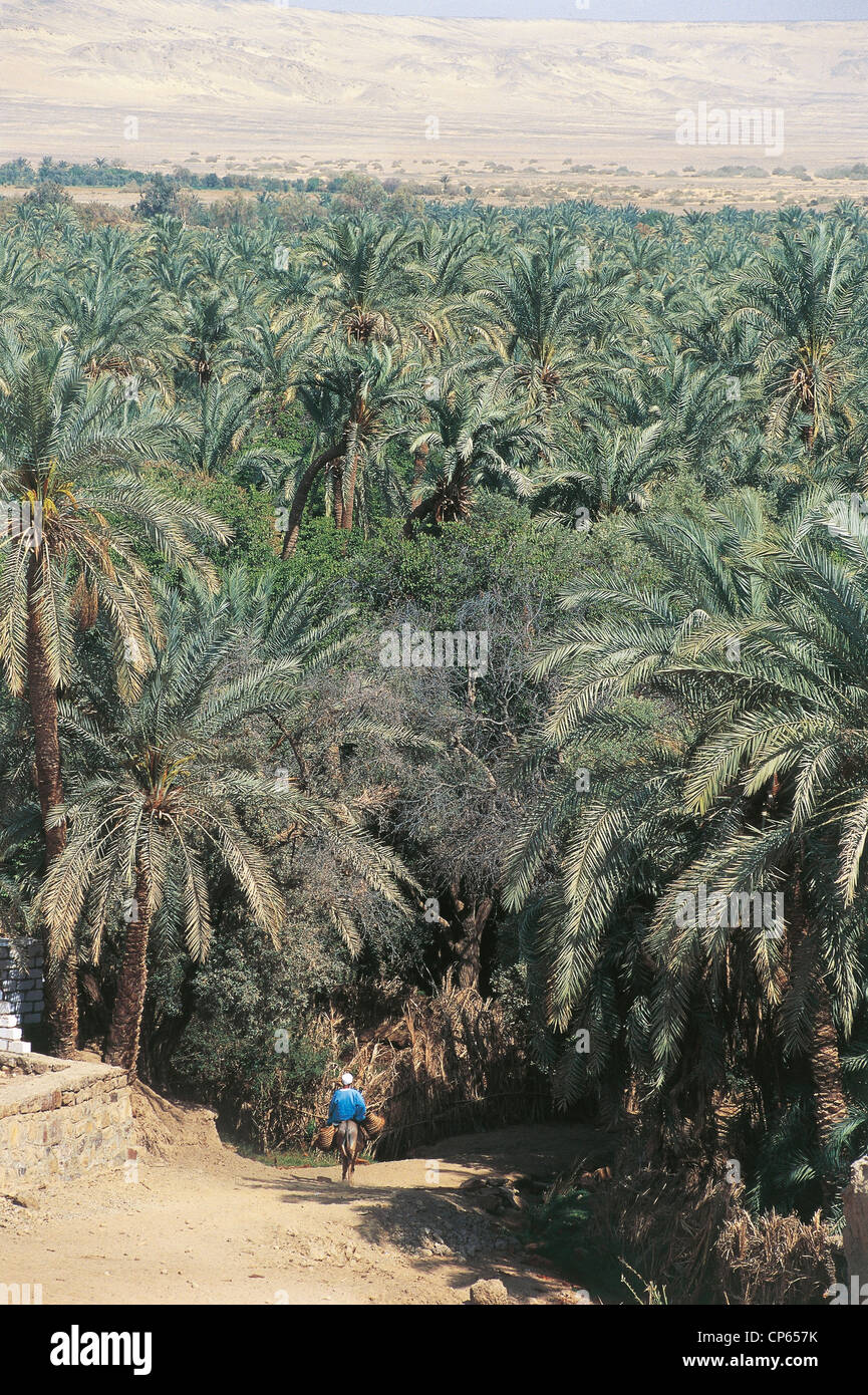 Palmet hi-res stock photography and images - Alamy