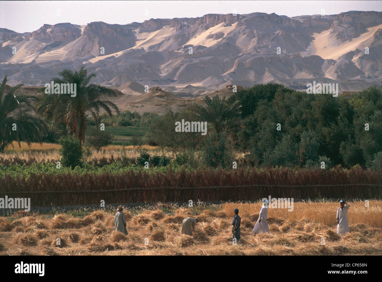 EGYPT - Libyan desert. Dakhla Oasis, FARM WORK Stock Photo - Alamy