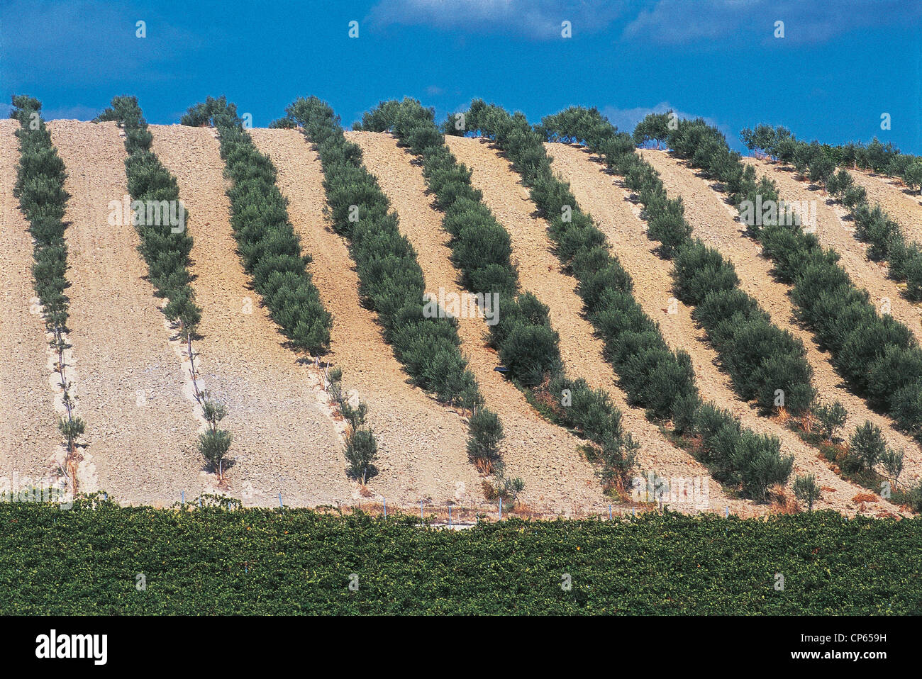 Calabria, Ciro '(Kr). Agricultural Landscape Stock Photo - Alamy