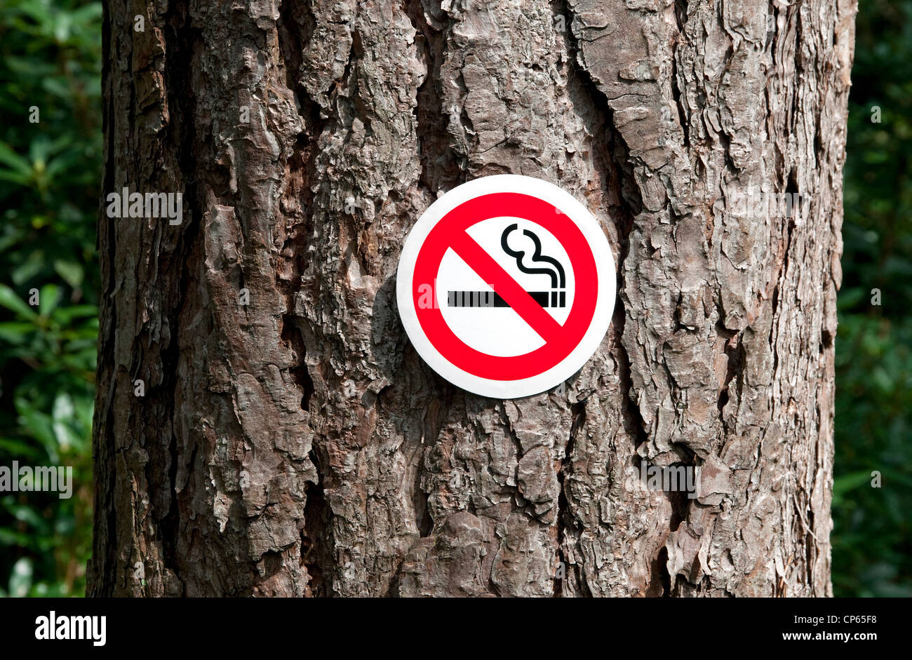 no smoking sign stuck on tree trunk in forest, norfolk, england Stock ...