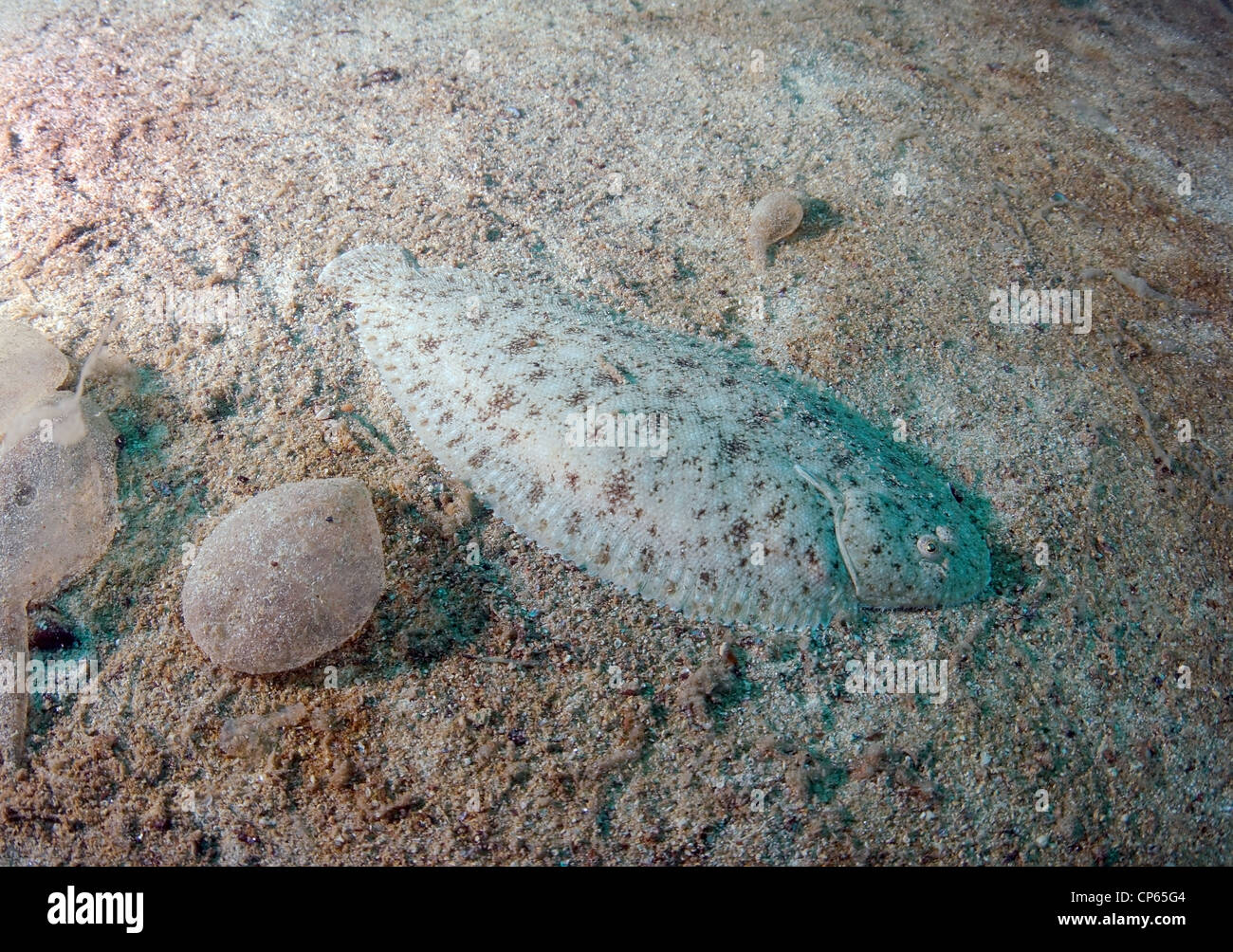 North Atlantic flounder, European flounder, Mud flounder, River ...