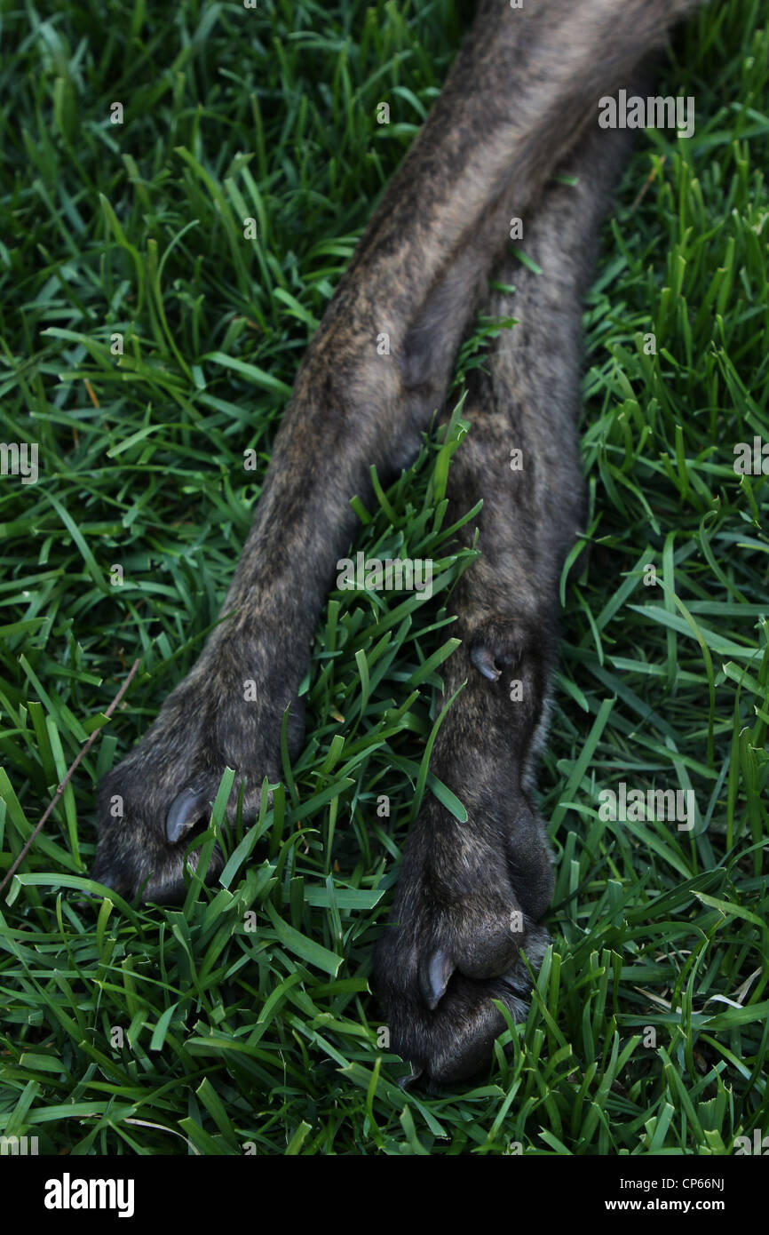 Paws and feet hi-res stock photography and images - Alamy