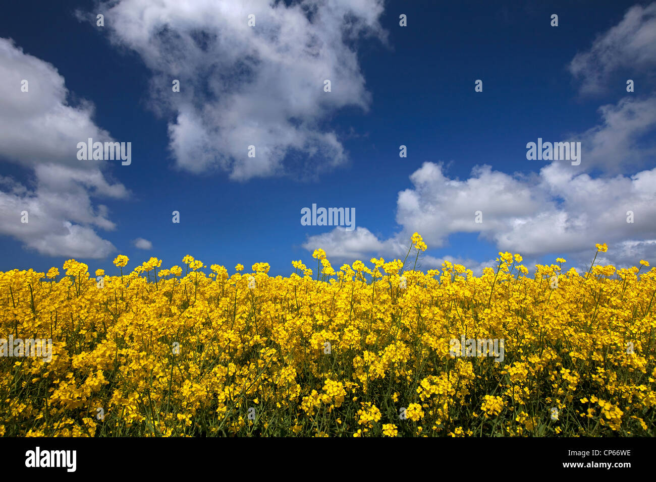 Rape / Rapeseed (Brassica napus) flowering in field, Germany Stock ...