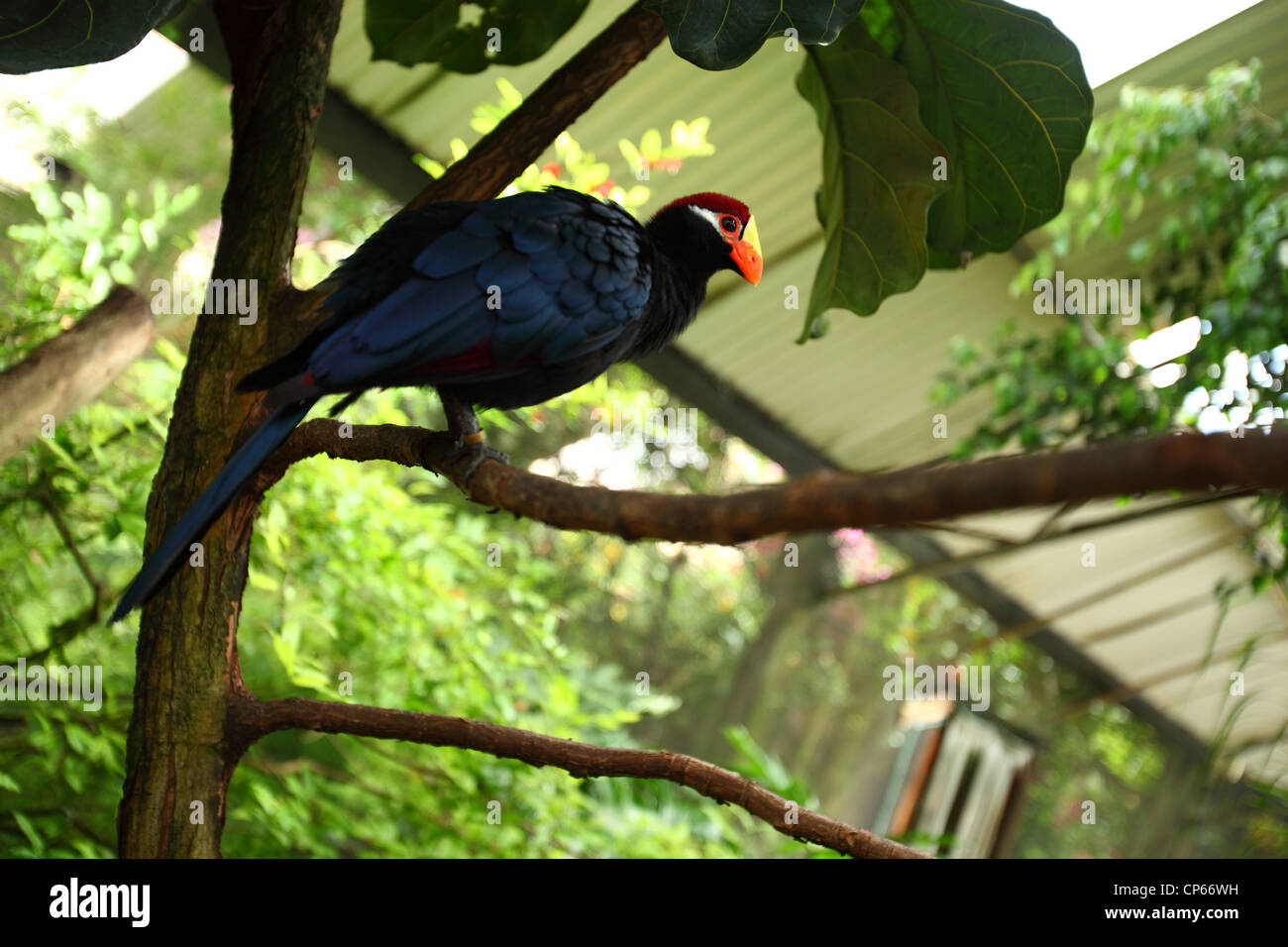 A large blue tropical bird in a tree, with a red crown and orange and ...