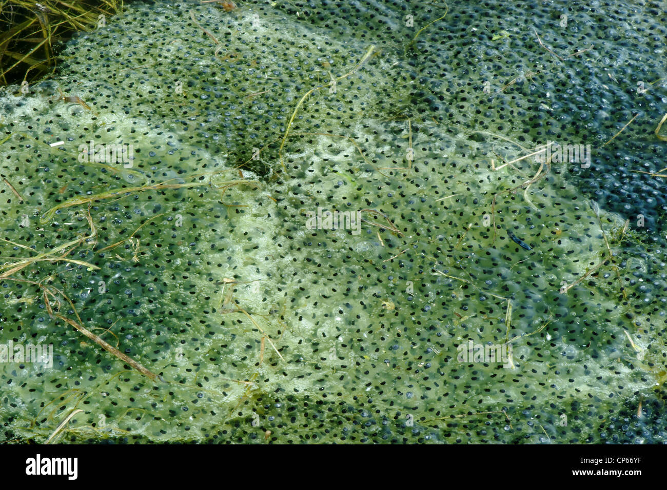 Frogspawn hi-res stock photography and images - Alamy