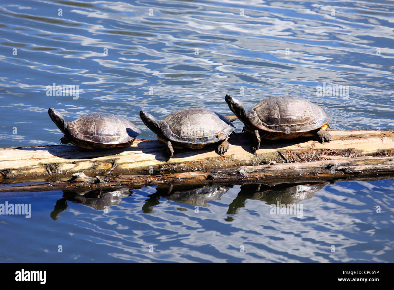 Turtles on a log Long Island NY Stock Photo - Alamy