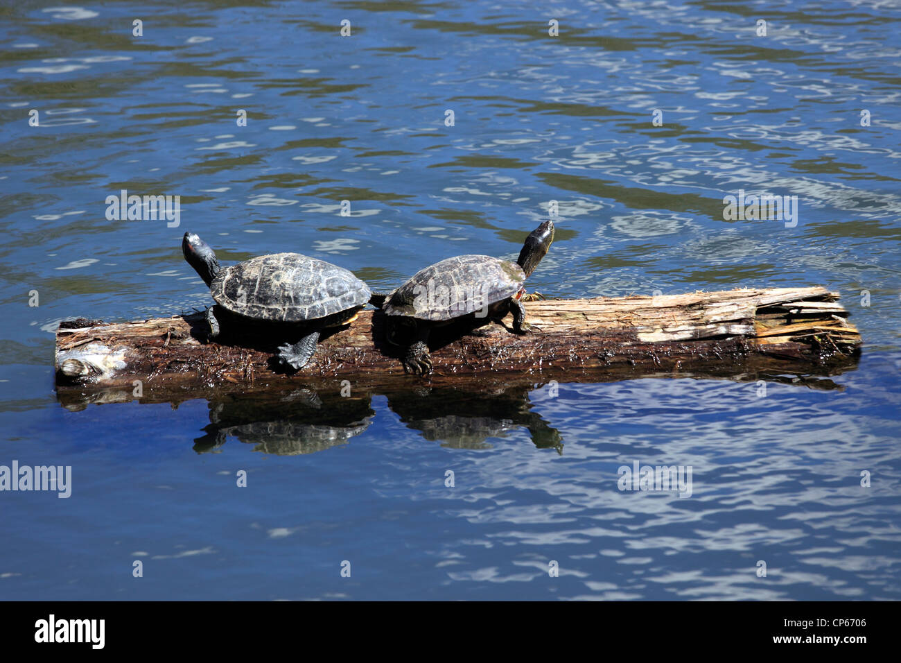 Turtles on a log Long Island NY Stock Photo - Alamy
