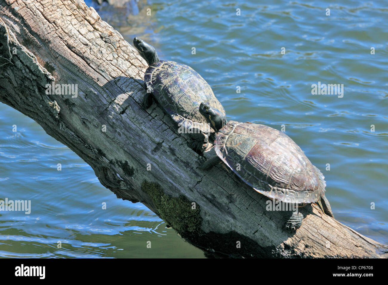 Turtles on a log Long Island NY Stock Photo - Alamy
