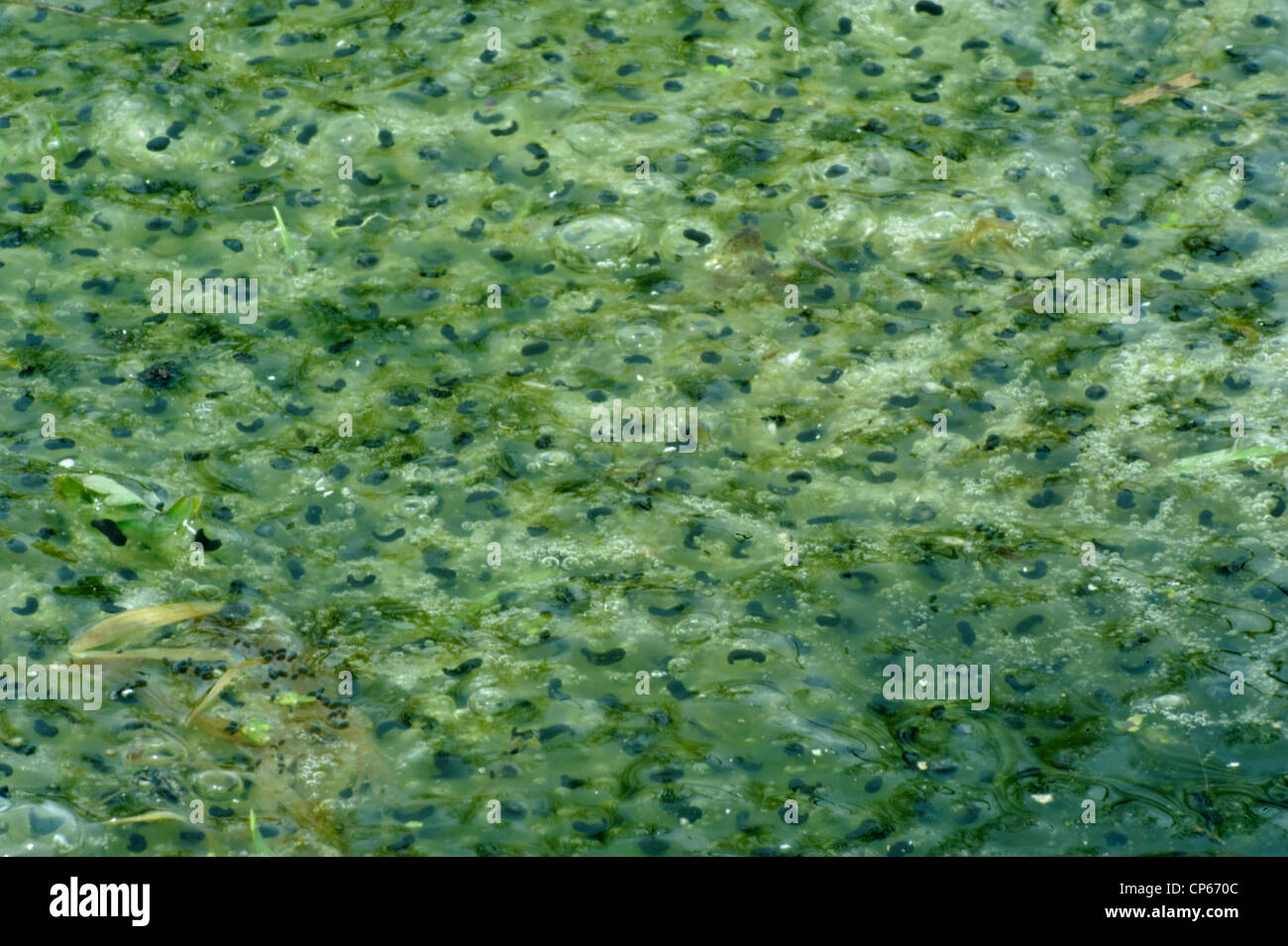Frogspawn in a little pond, end of April Stock Photo - Alamy