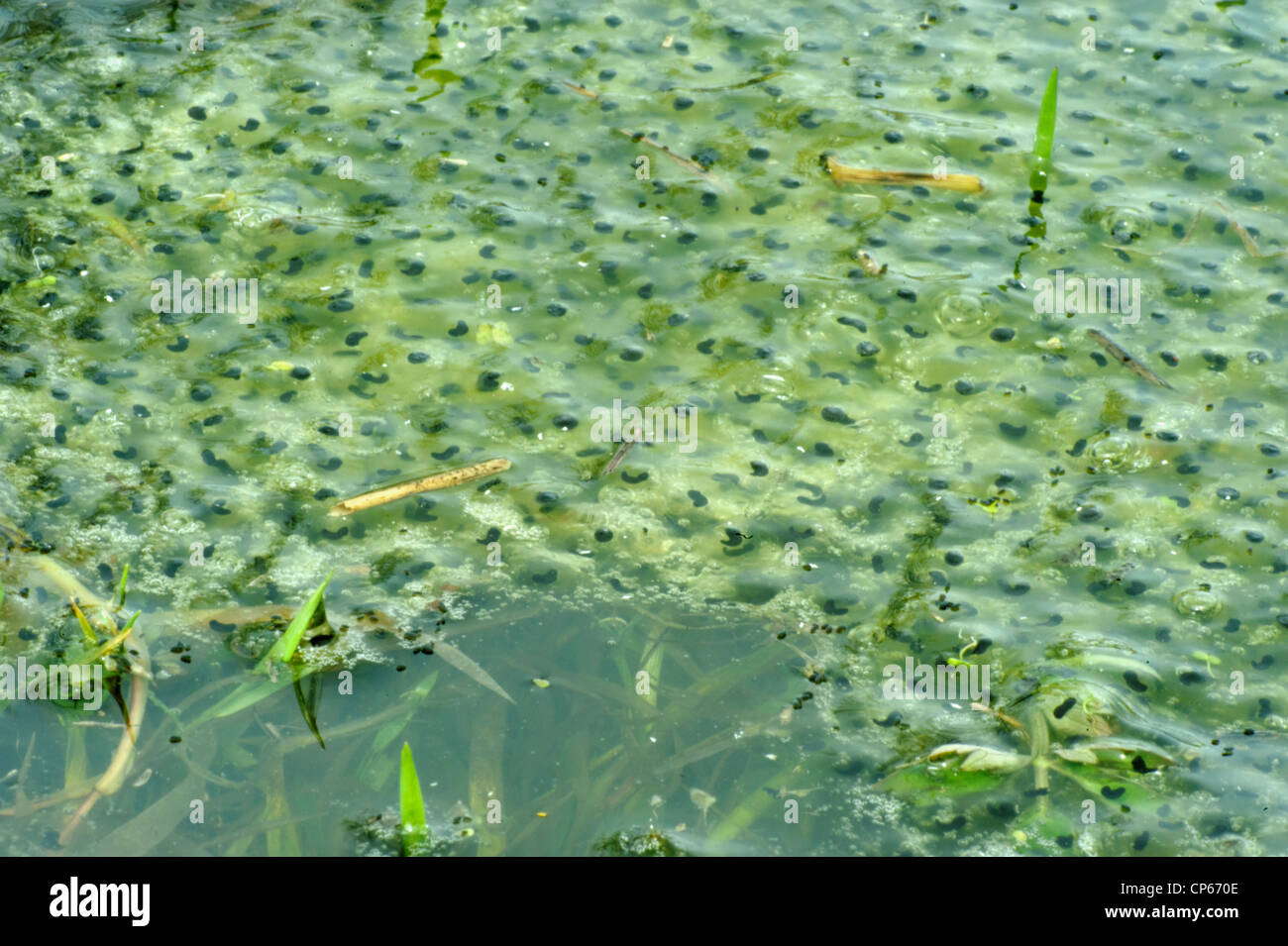 Frogspawn in a little pond, end of April Stock Photo - Alamy