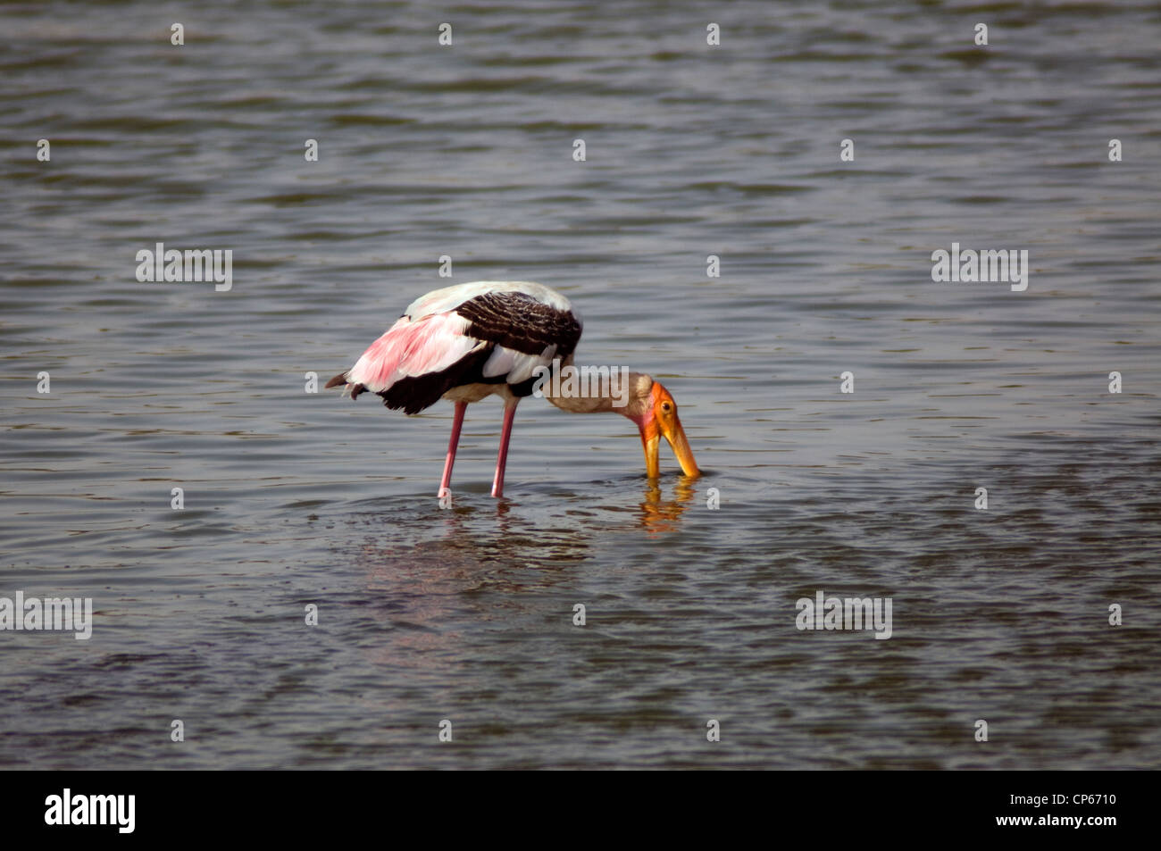 Painted stork eating fish hi-res stock photography and images - Alamy