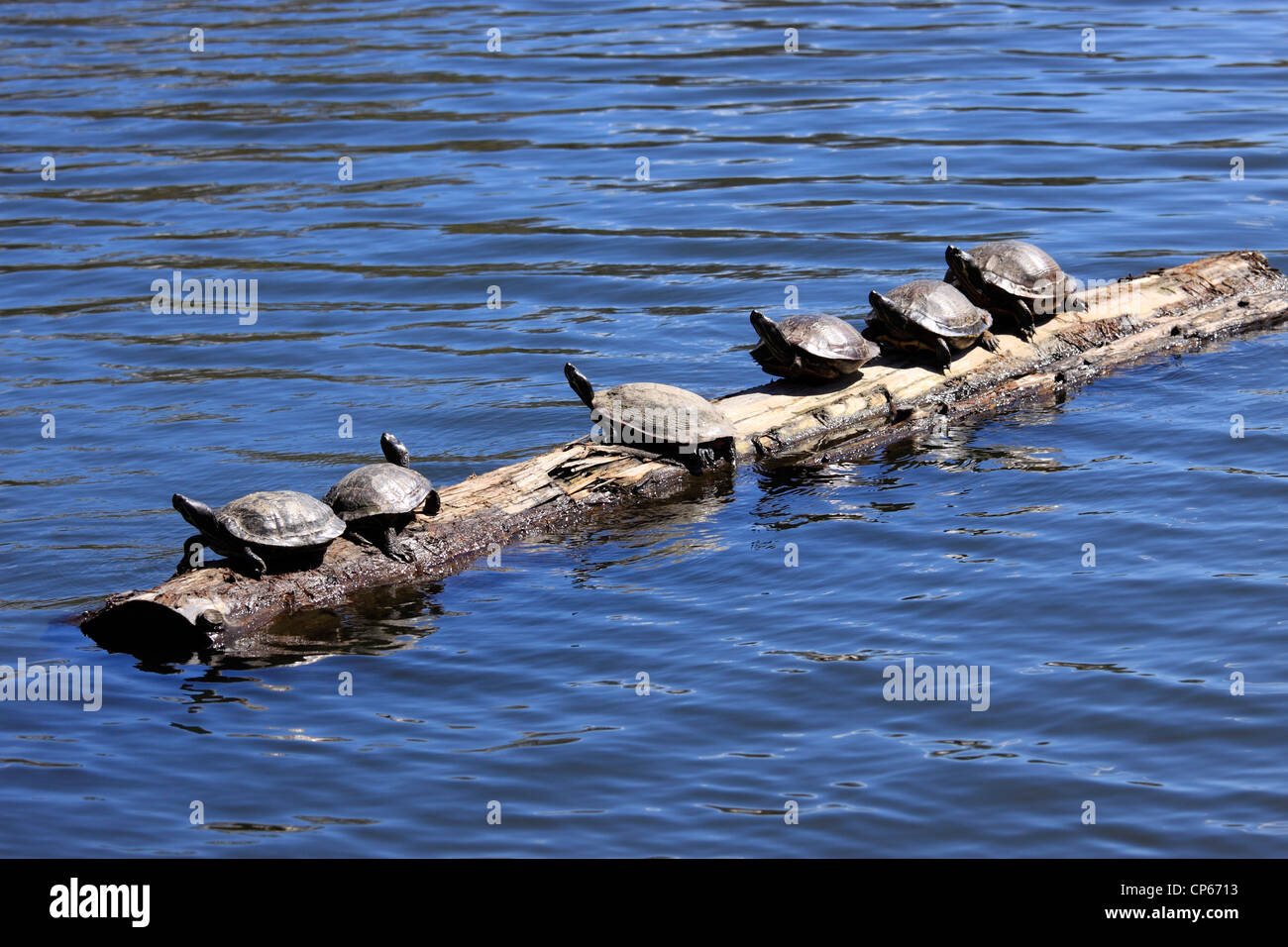 Turtles on a log Long Island NY Stock Photo - Alamy
